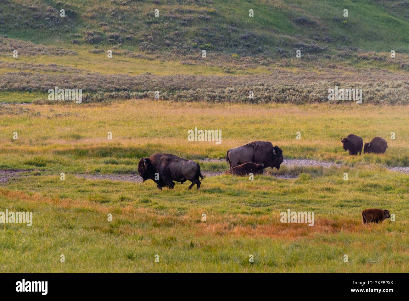 Buffalo dust and relax in Hayden Valley, Yellowstone National Park ...