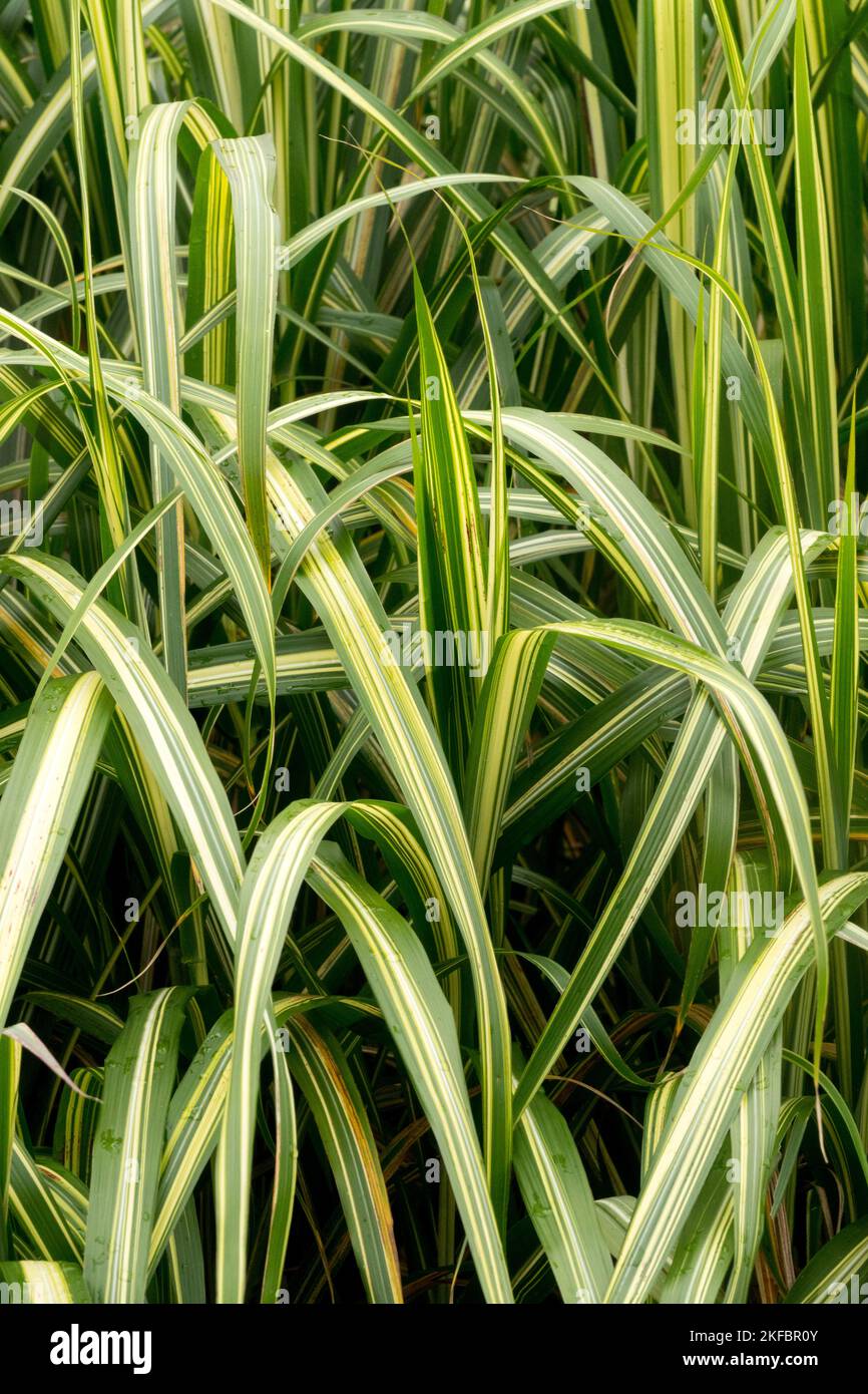 Chinese Grass