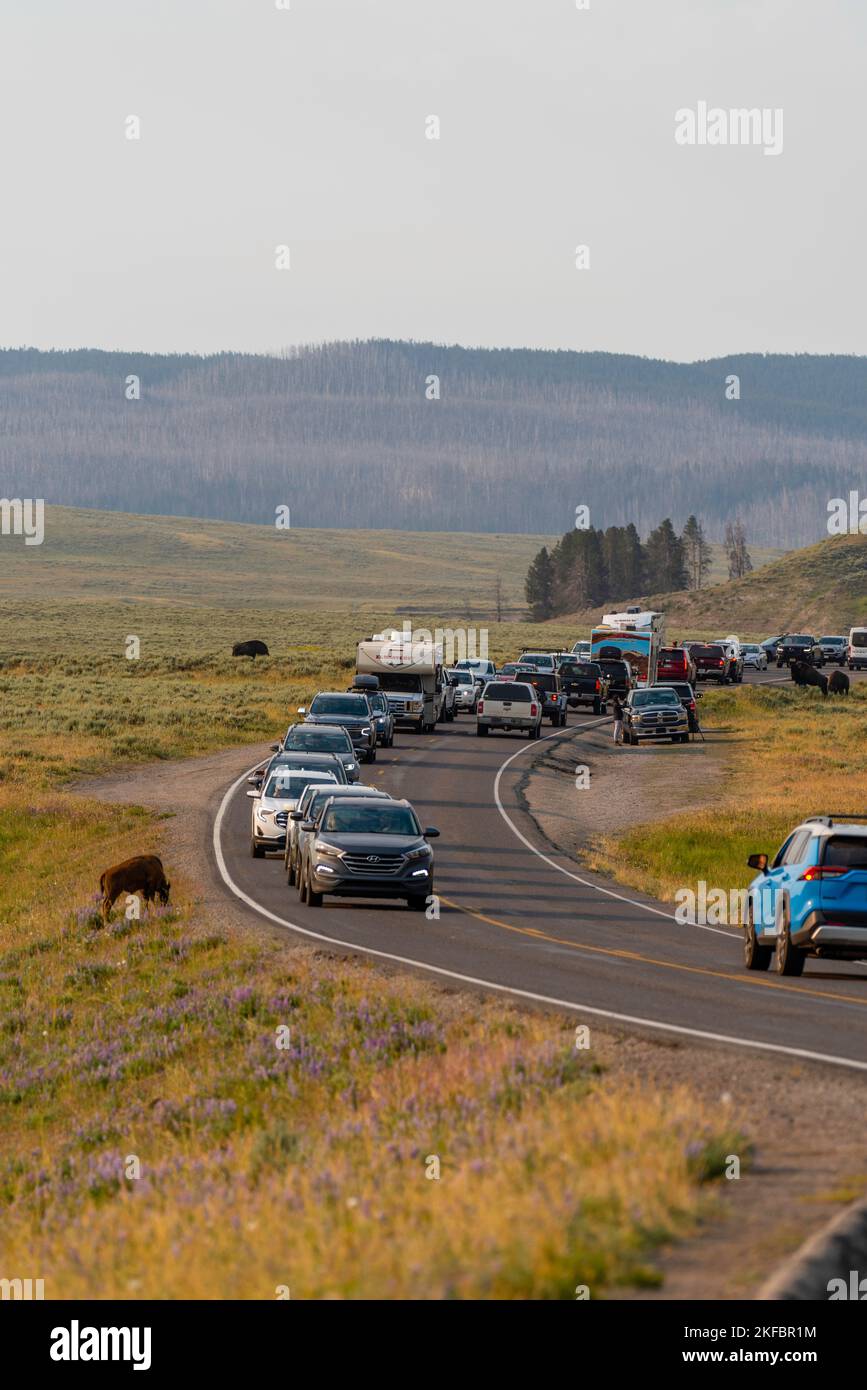 Buffalo dust and relax in Hayden Valley, Yellowstone National Park ...