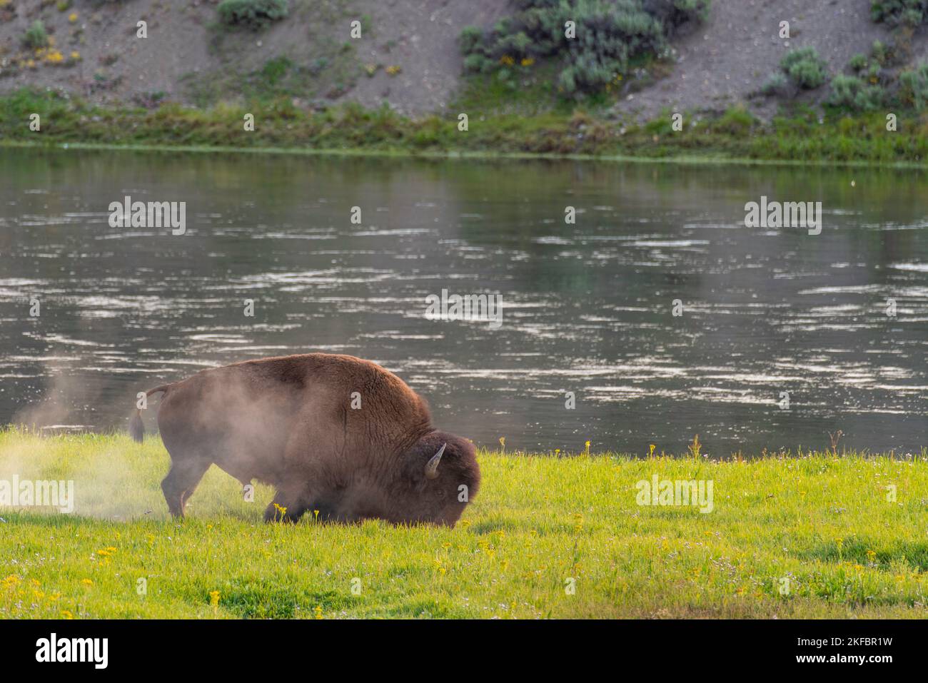 Buffalo dust and relax in Hayden Valley, Yellowstone River, Yellowstone ...