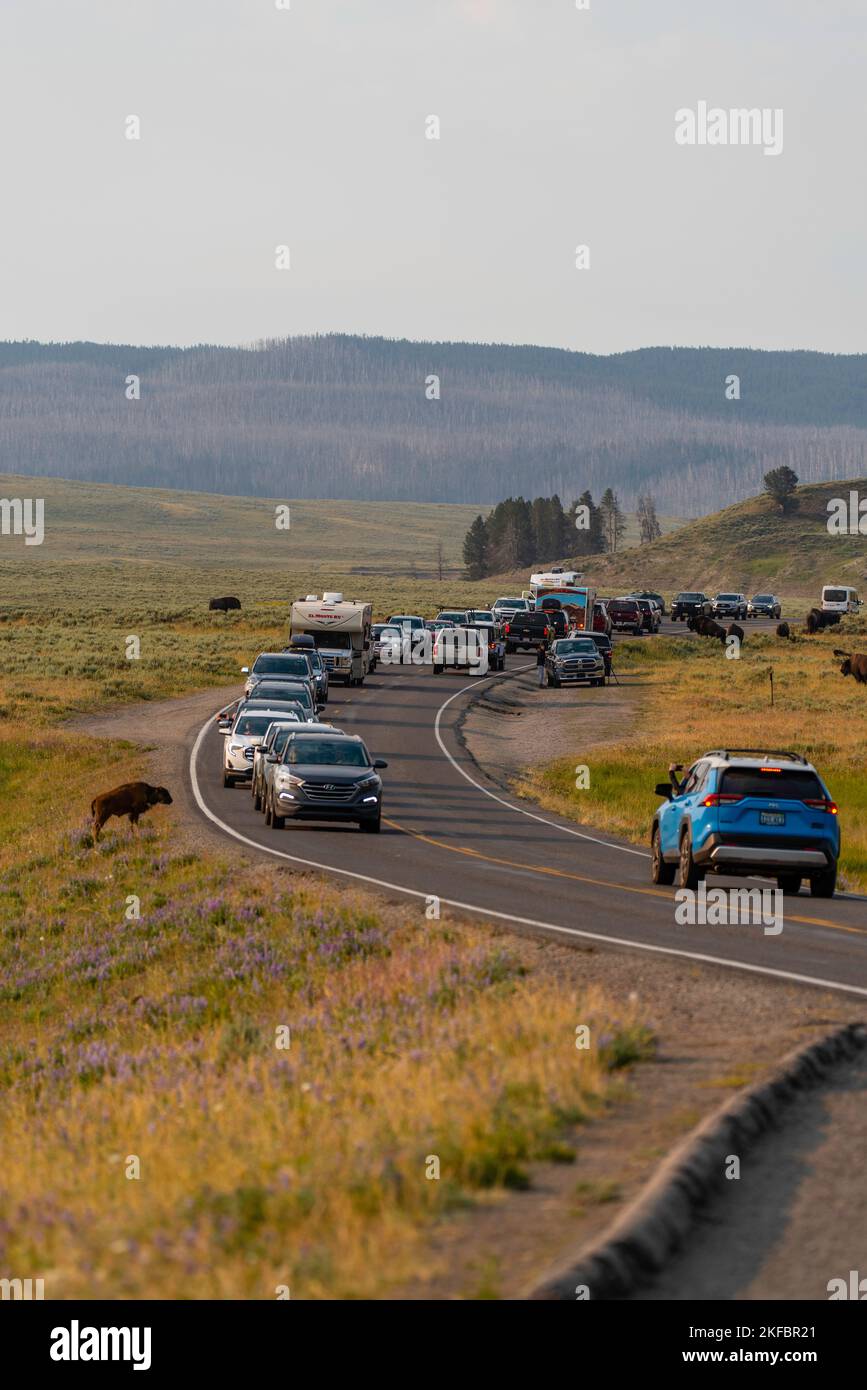 Buffalo dust and relax in Hayden Valley, Yellowstone National Park ...