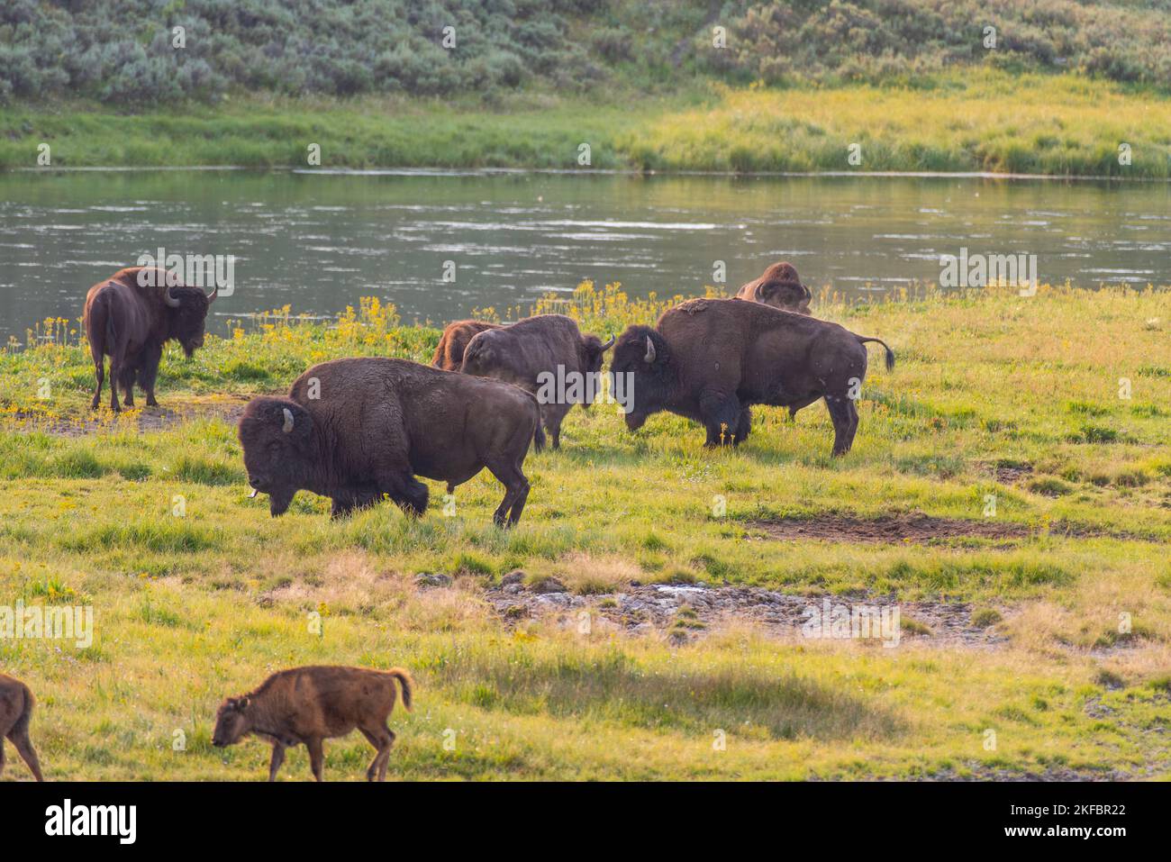Buffalo dust and relax in Hayden Valley, Yellowstone River, Yellowstone ...