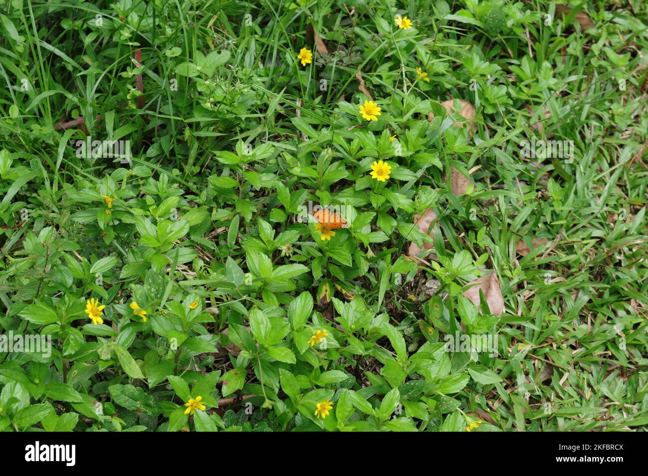 A Spotted rustic butterfly (Phalanta Phalantha) feeding from a yellow ...