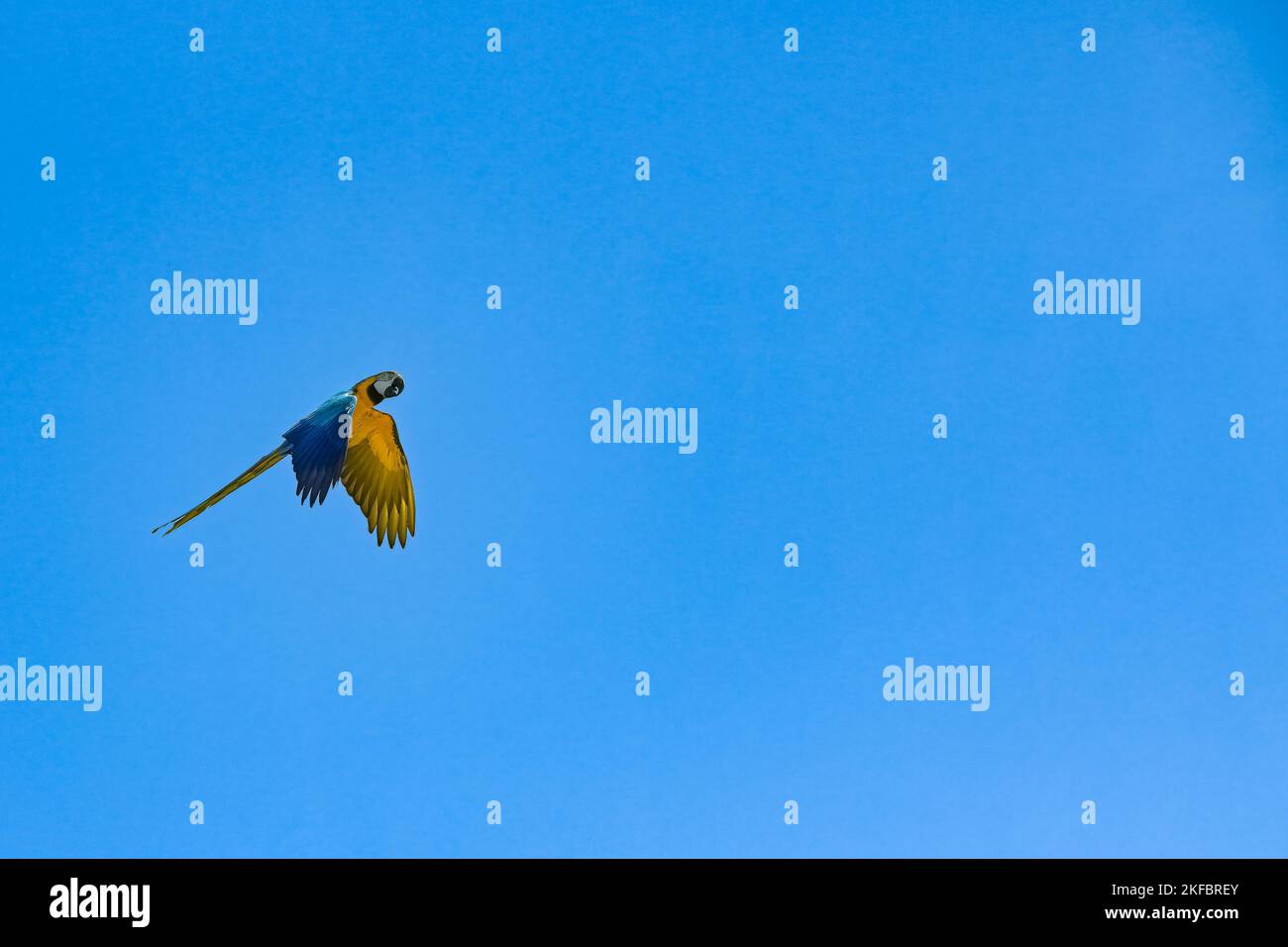 Blue-and-yellow Macaw, colorful parrot flying on blue sky Stock Photo ...
