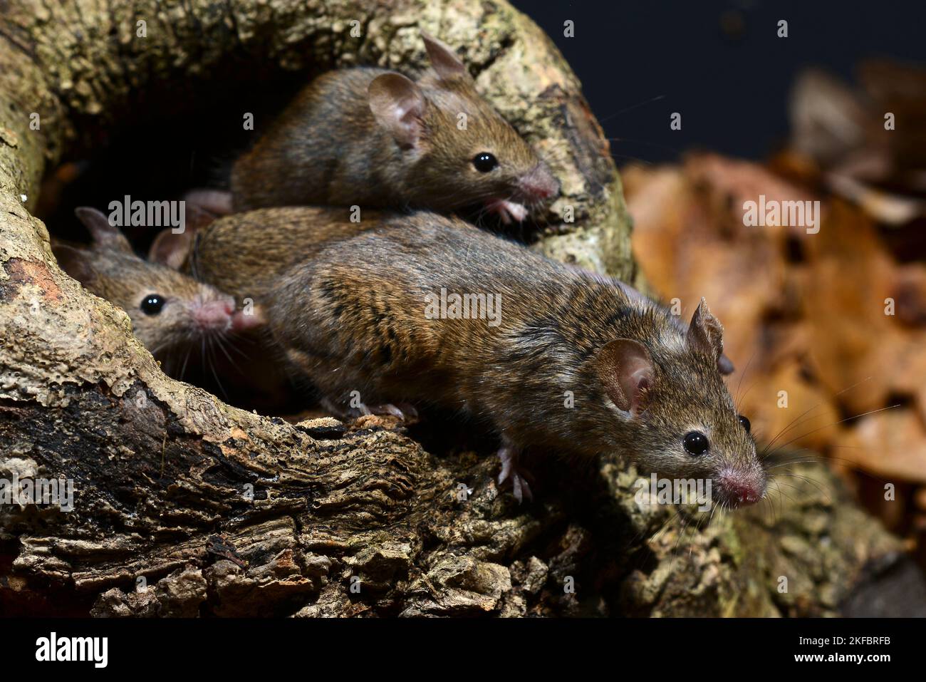 adult house mice mus domesticus Stock Photo - Alamy