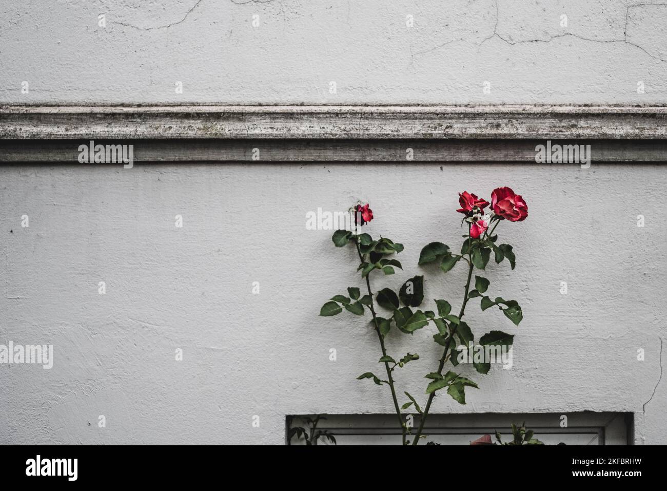 Pointy spikes hi-res stock photography and images - Alamy