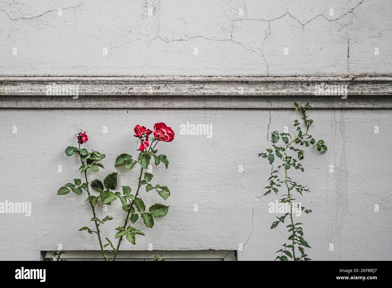 Pointy spikes hi-res stock photography and images - Alamy