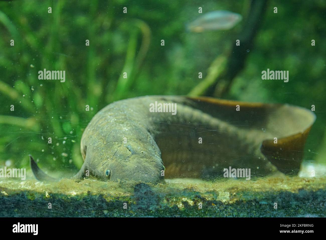 Closeup shot catfish in hi-res stock photography and images - Alamy