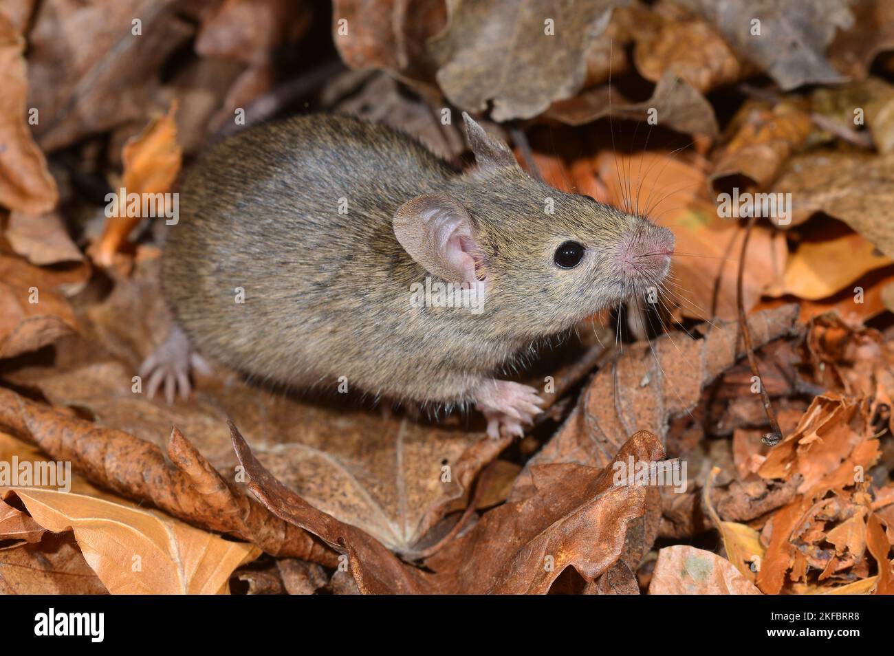 adult house mouse mus domesticus Stock Photo - Alamy