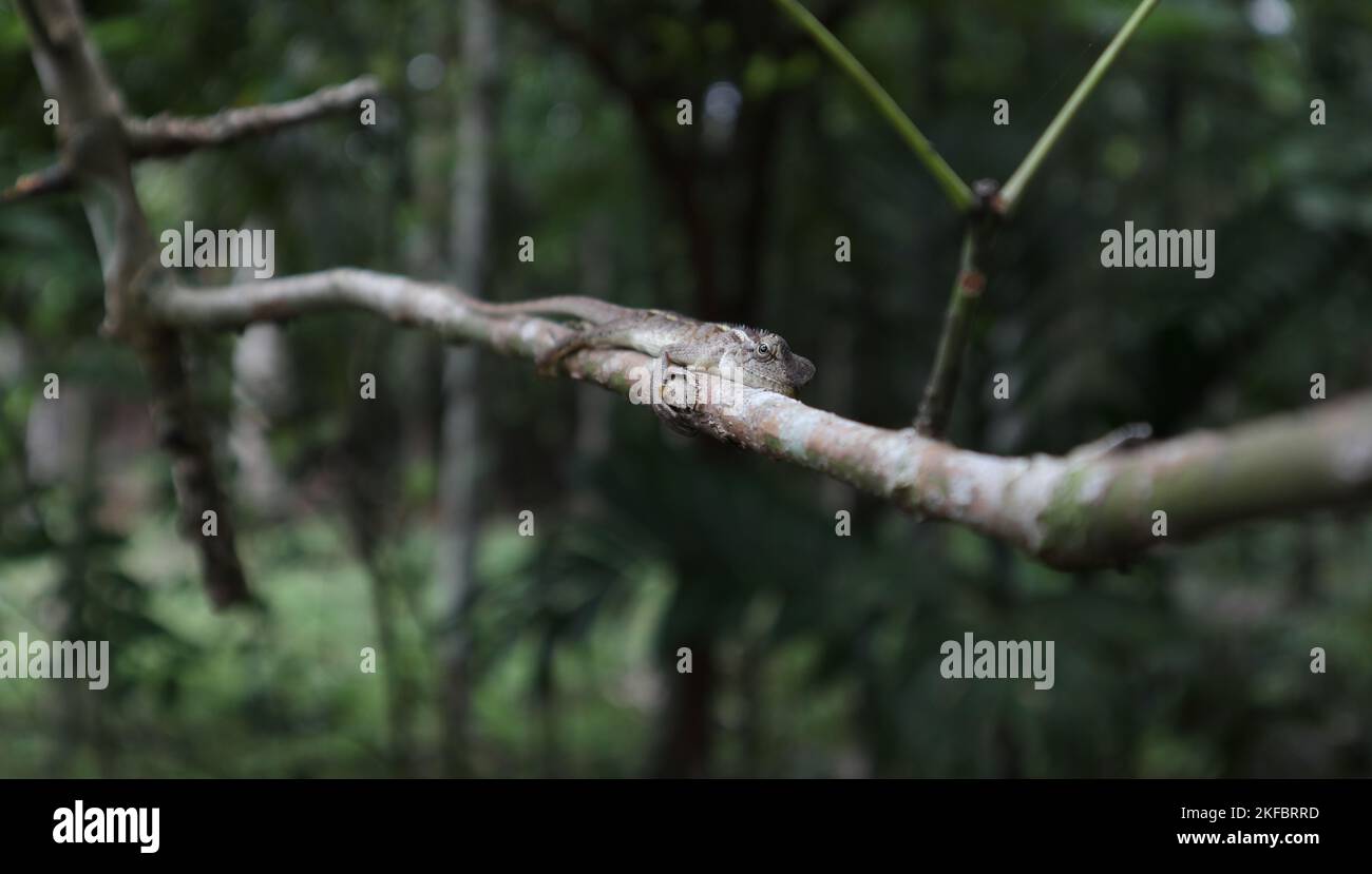 Front view of a female oriental garden lizard that is laying on a ...
