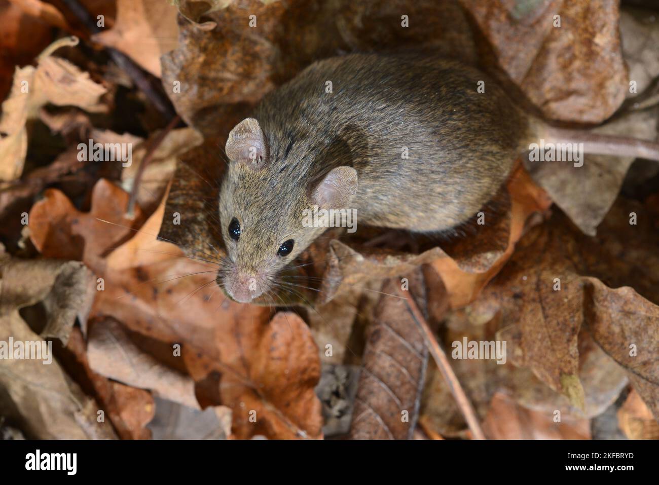 adult house mouse mus domesticus Stock Photo - Alamy