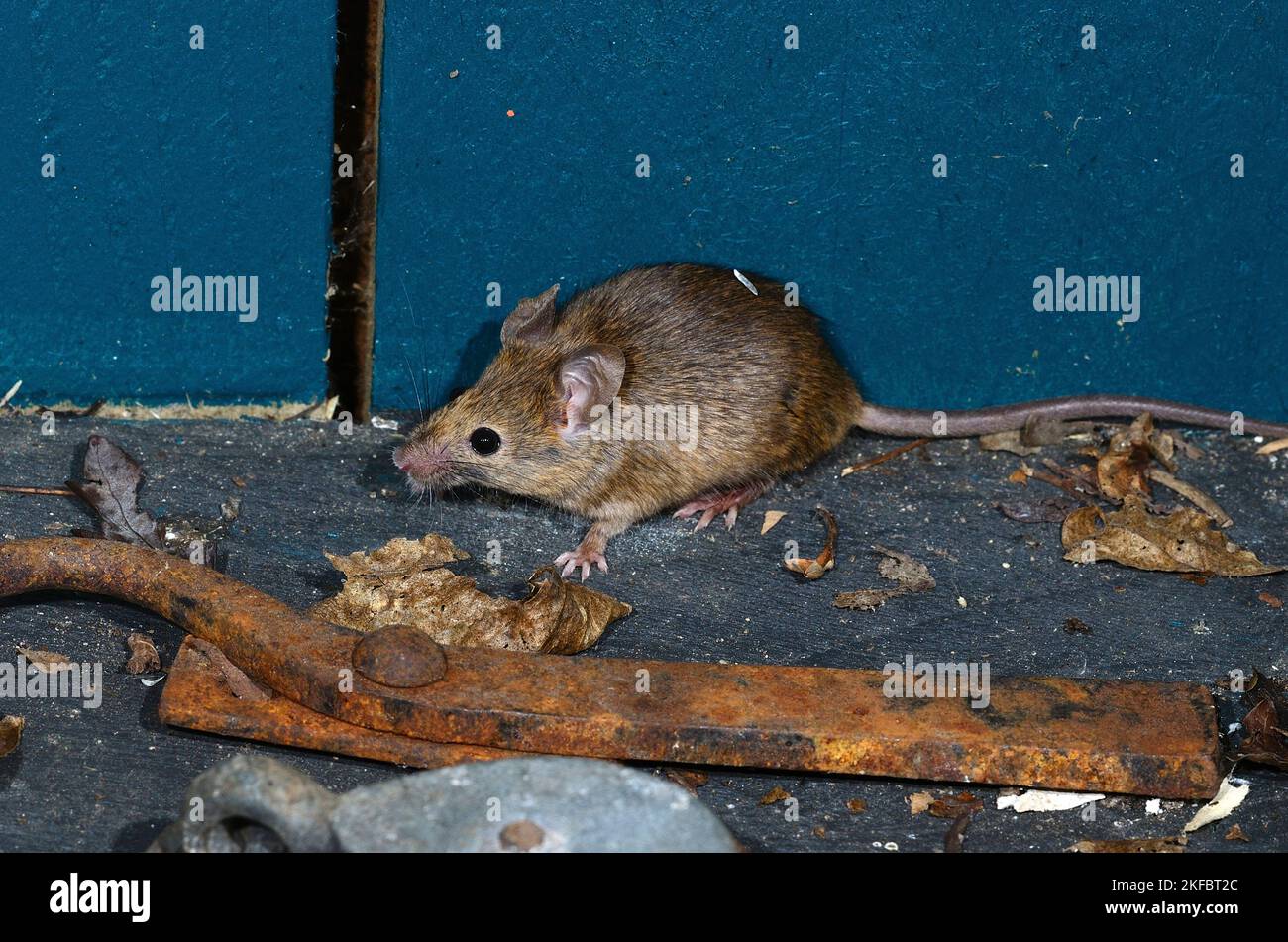 adult house mouse mus domesticus Stock Photo - Alamy