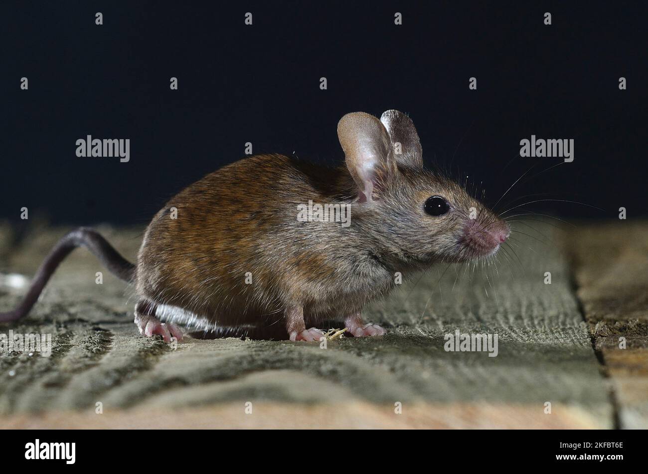 adult house mouse mus domesticus Stock Photo - Alamy