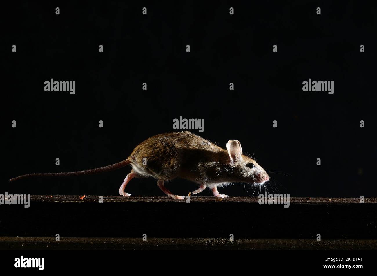adult house mouse mus domesticus Stock Photo - Alamy