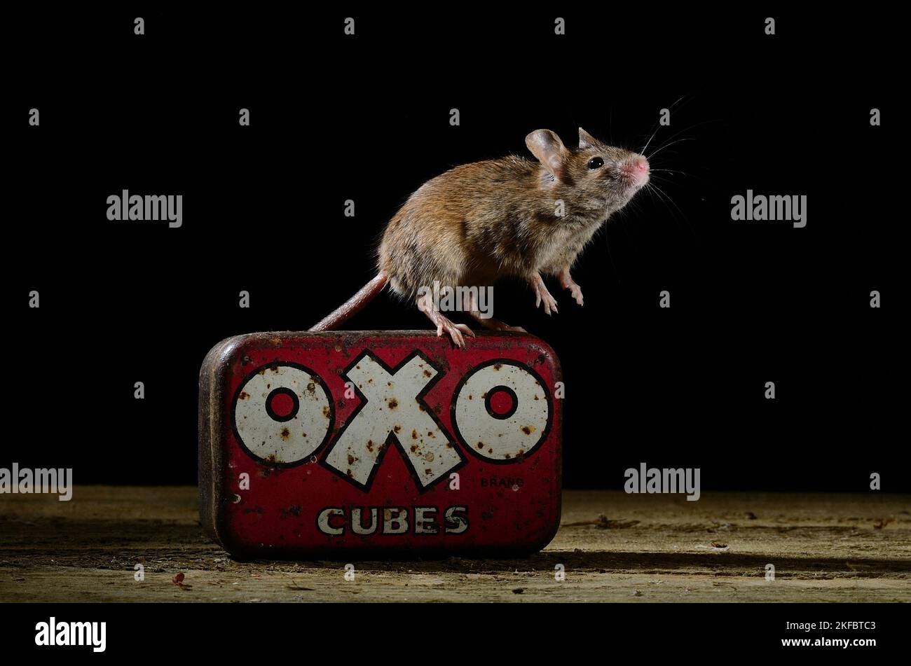 adult house mouse mus domesticus Stock Photo - Alamy