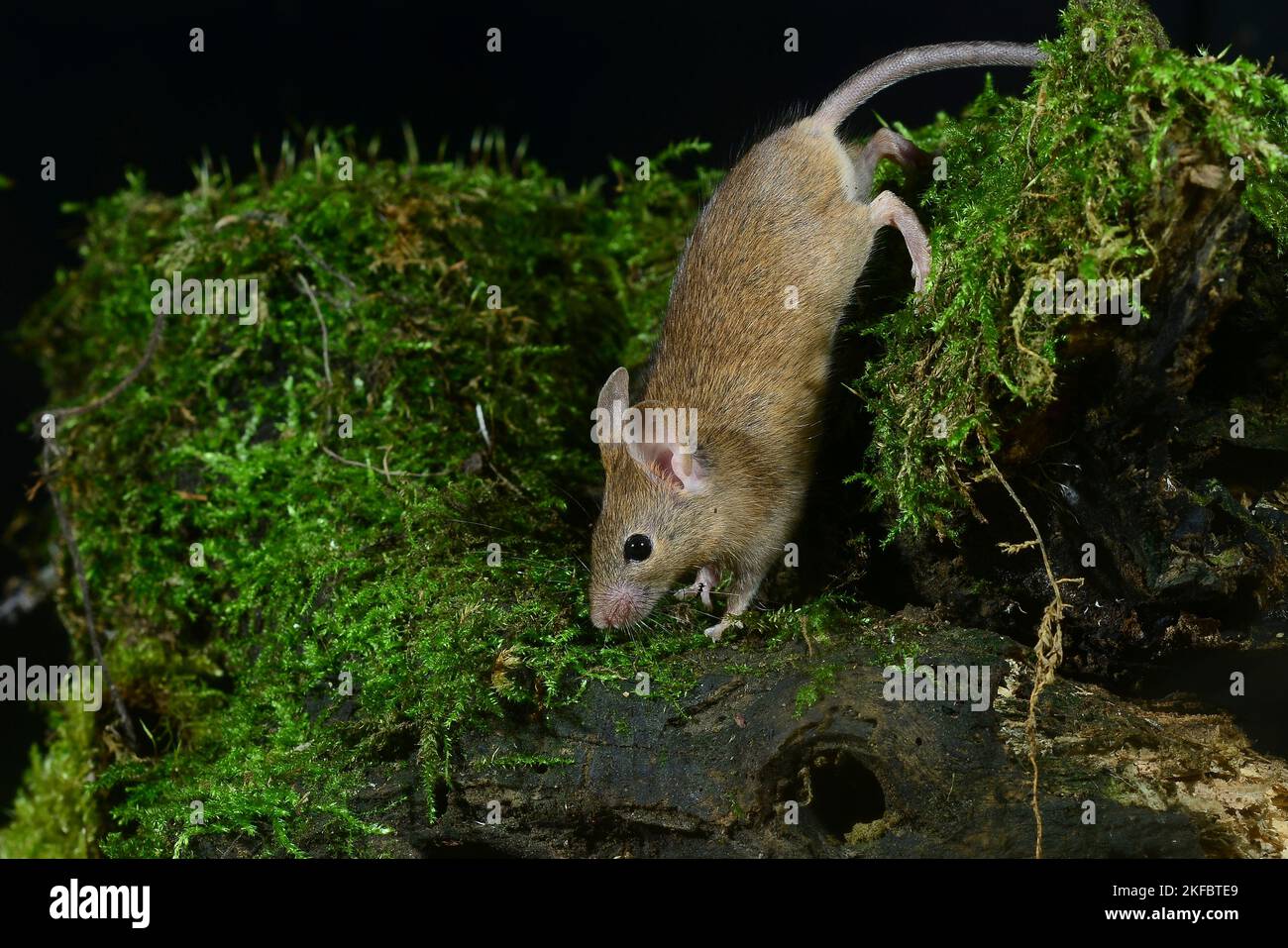 House mouse image hi-res stock photography and images - Alamy