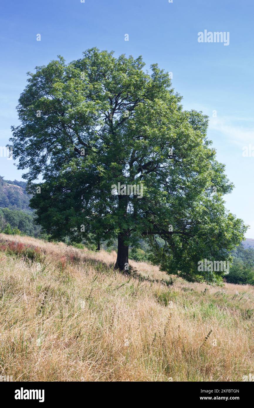 Oak woods scotland hi-res stock photography and images - Alamy