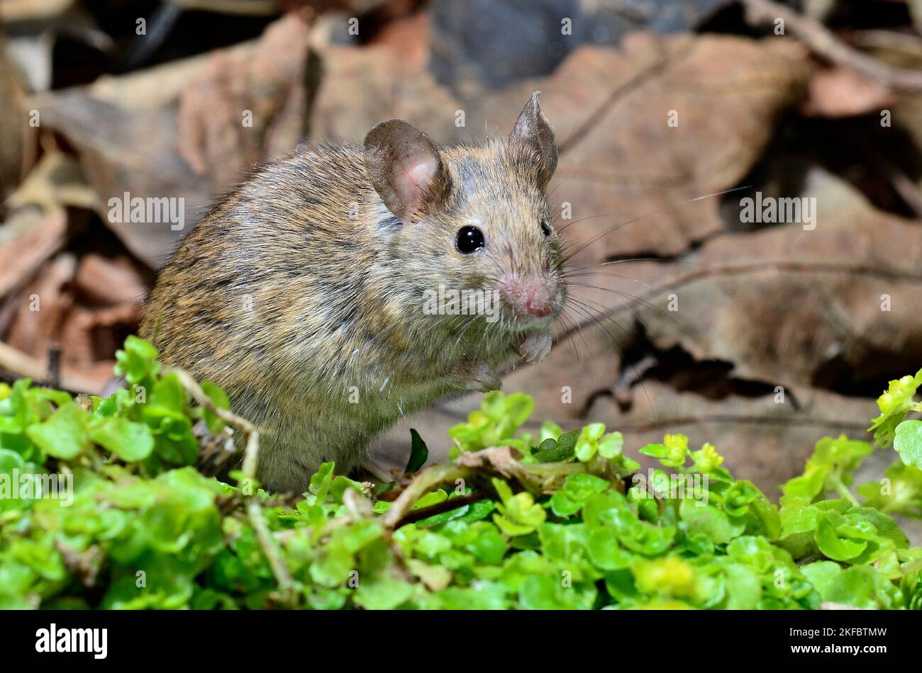 adult house mouse mus domesticus in leaf litter Stock Photo - Alamy