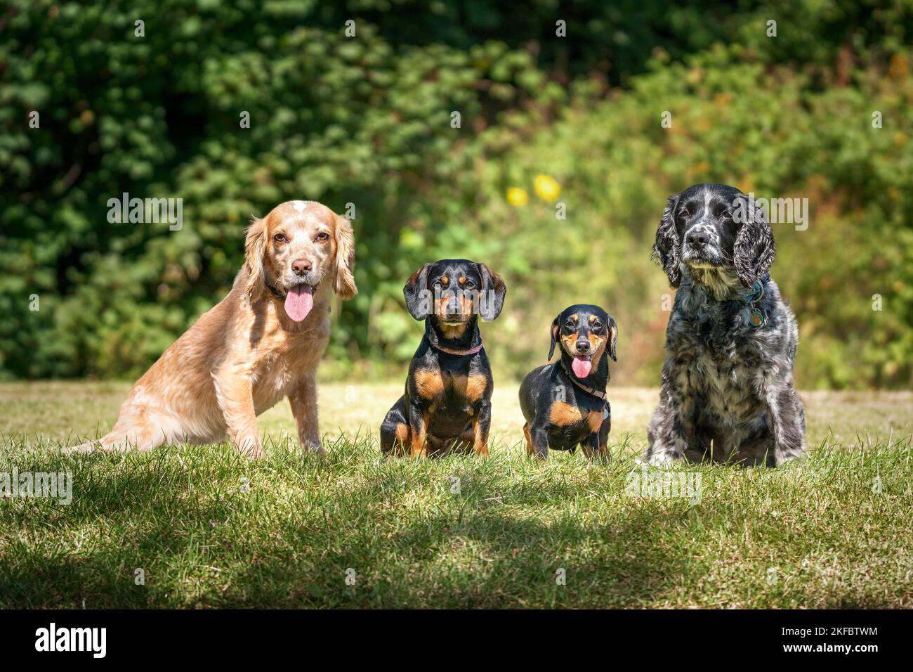 Working Cocker Spaniel Lemon Roan and Blue Roan and two mini dachshunds ...