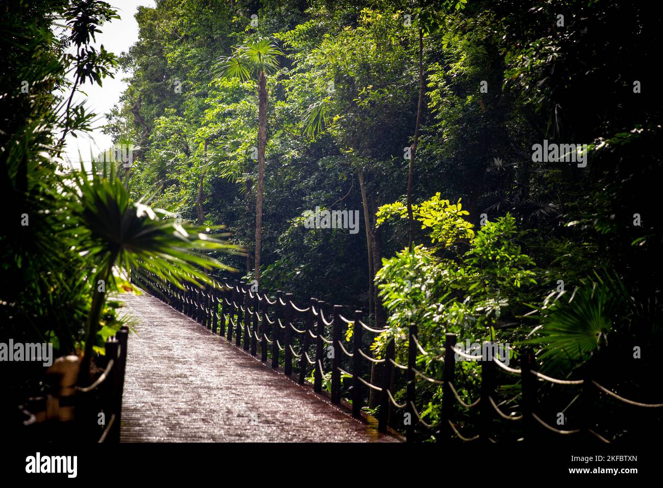 Walkway in a rainforest in Mexico Stock Photo - Alamy