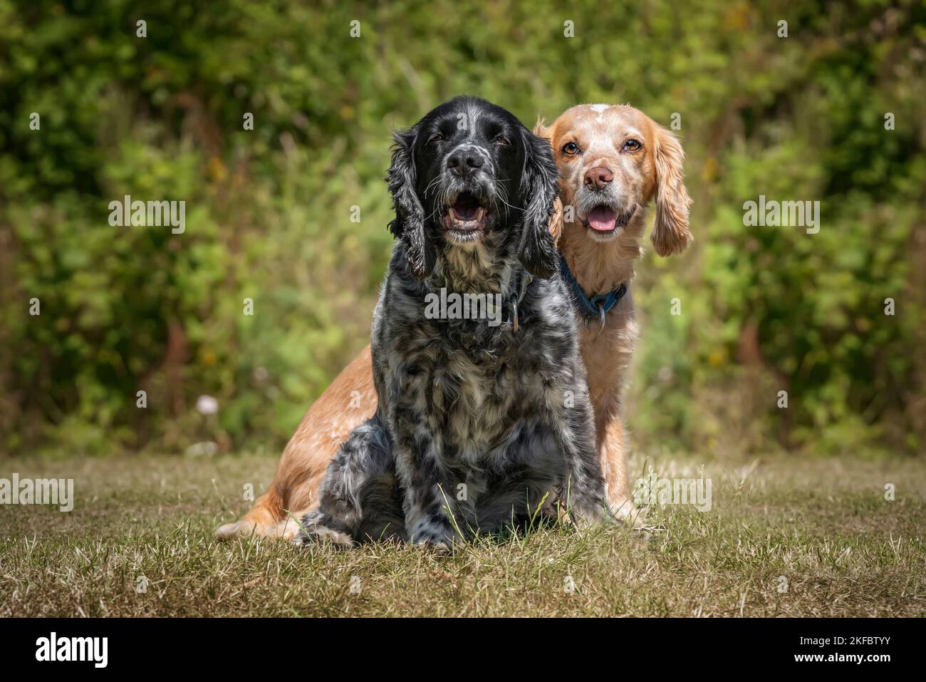 Working Cocker Spaniel Lemon Roan and Blue Roan sitting and looking at ...