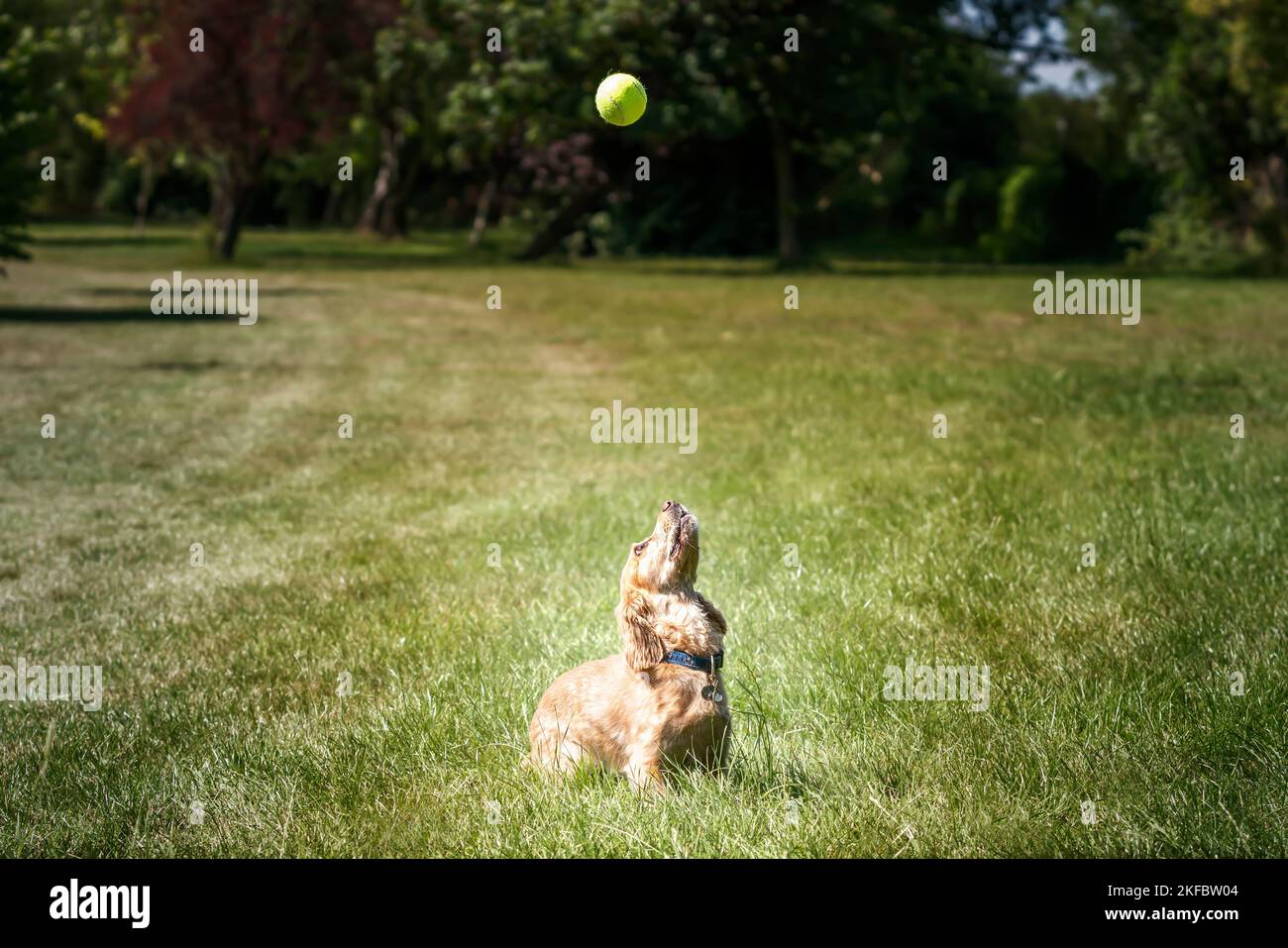 Working Cocker Spaniel Lemon Roan about to jump up for her tennis ball ...