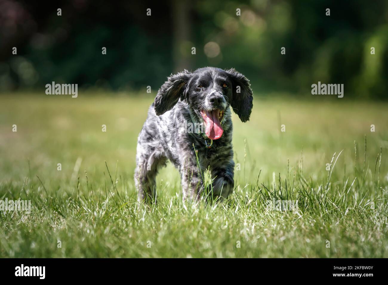 Working Cocker Spaniel Blue Roan walking along with her tongue out on a ...