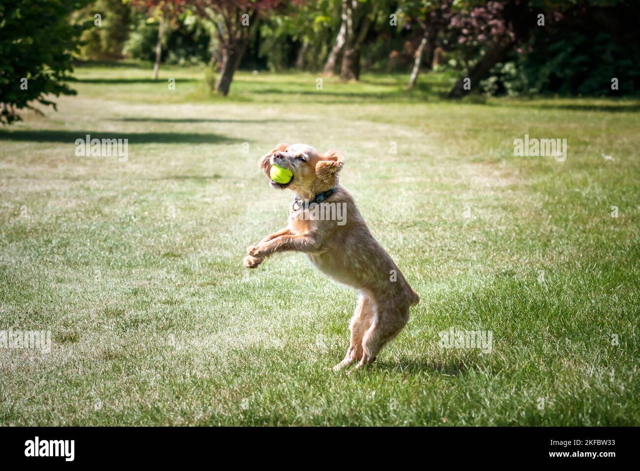 Working Cocker Spaniel Lemon Roan jumping up for her ball Stock Photo ...