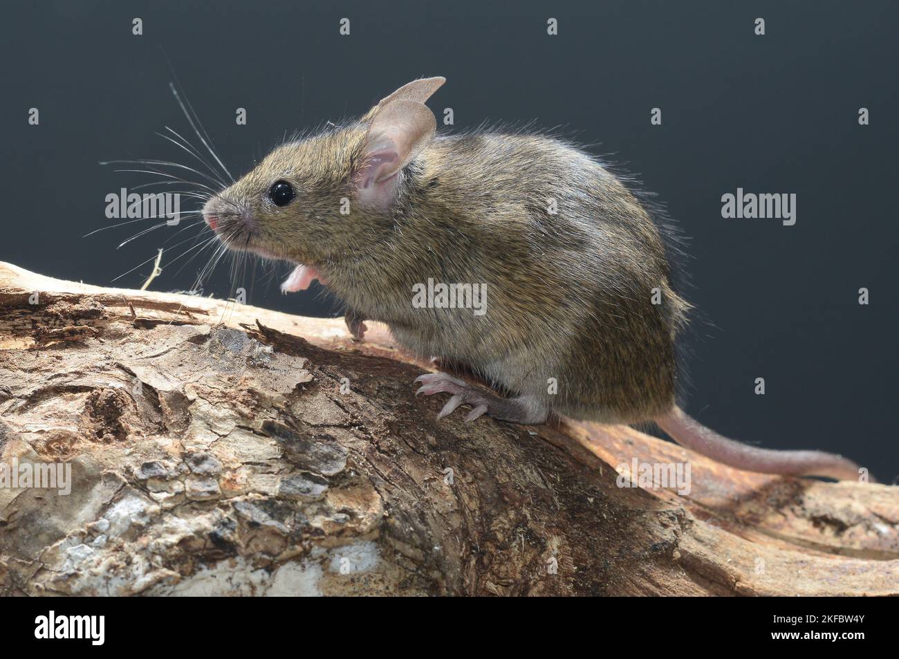 adult house mouse mus domesticus Stock Photo - Alamy