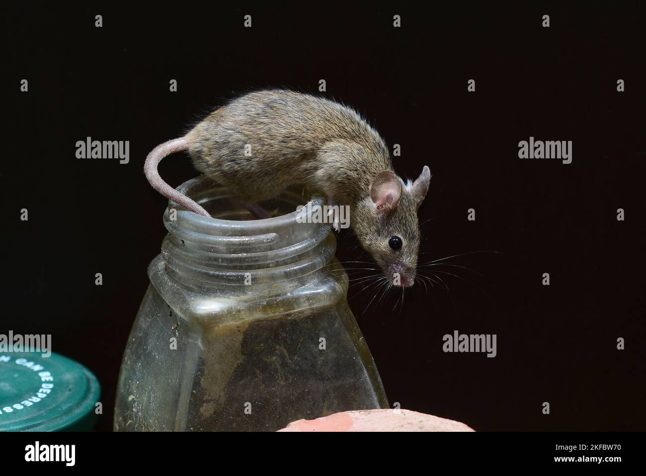 adult house mouse mus domesticus Stock Photo - Alamy