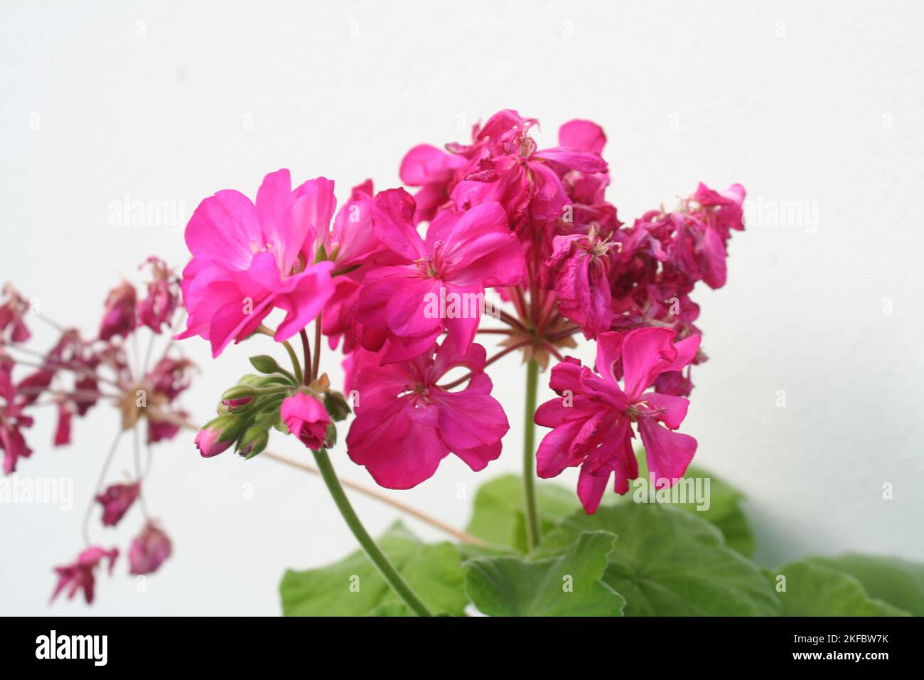 Japanese cherry falling petals hi-res stock photography and images - Alamy