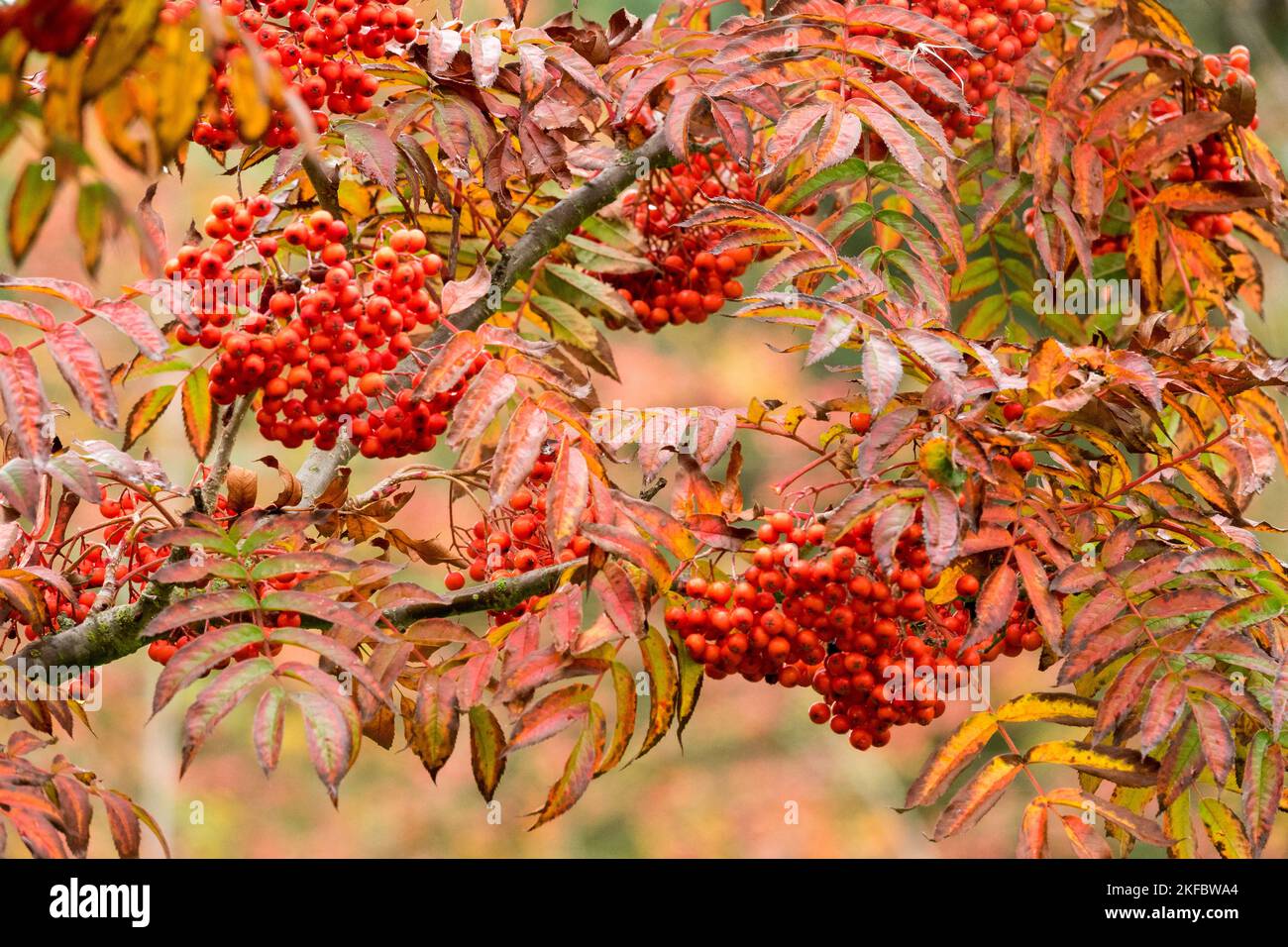 Sorbus commixta, Mountain-ash, Sorbus, Fruits, Autumn, Berries, Branch ...