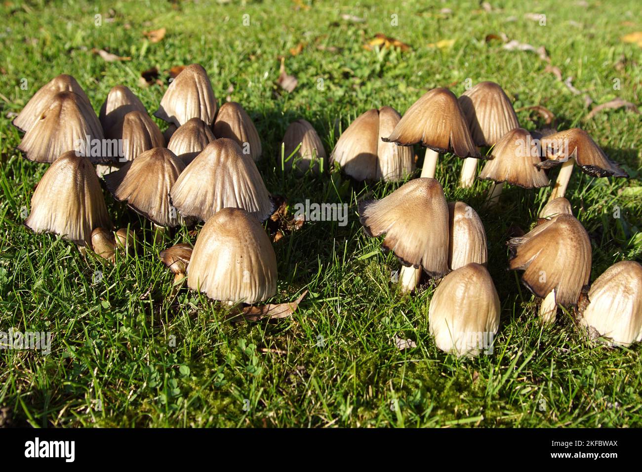 Closeup of ink fungi. Maybe Coprinopsis atramentaria known as the ...
