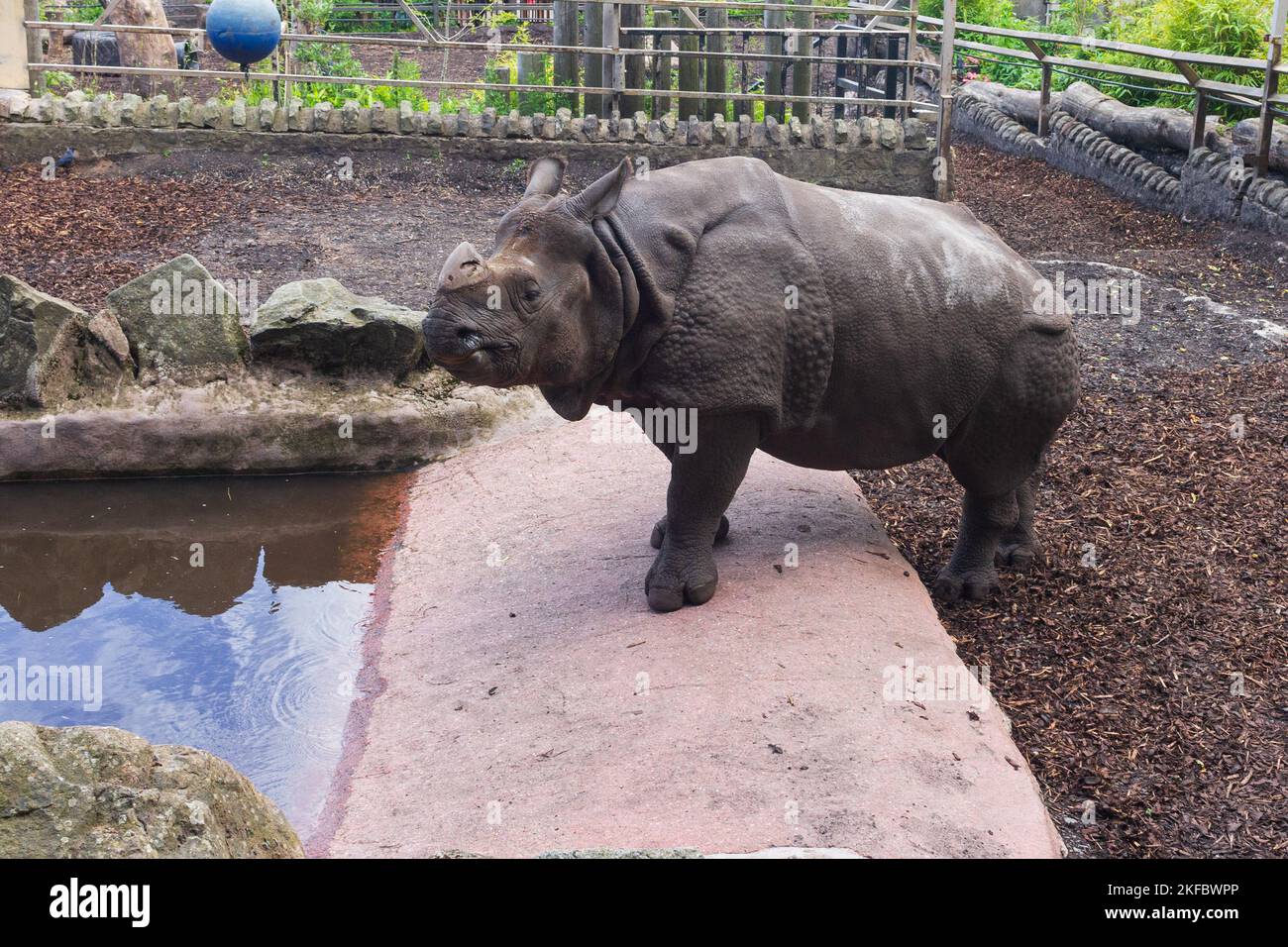 Rhinoceros in an enclosure Stock Photo - Alamy