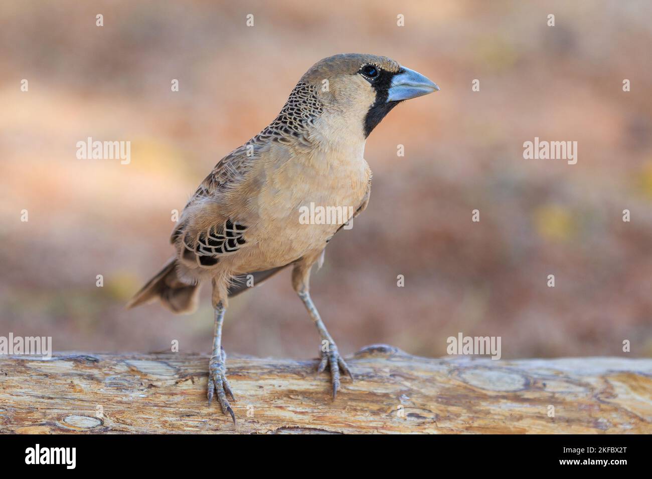 The sociable weaver, a species of bird in the weaver family that is ...