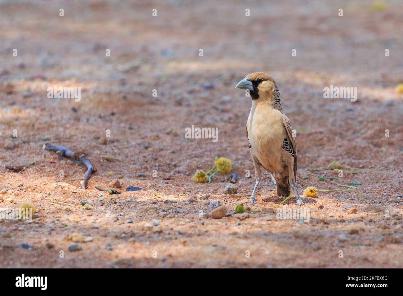 The sociable weaver, a species of bird in the weaver family that is ...