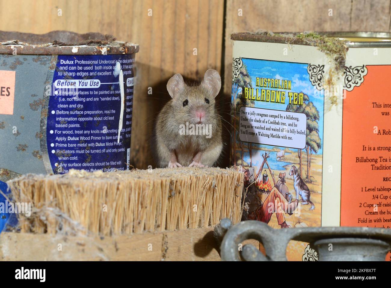Rodent mouse hi-res stock photography and images - Alamy