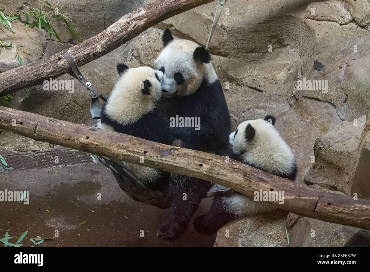 Pandas Hugging Each Other