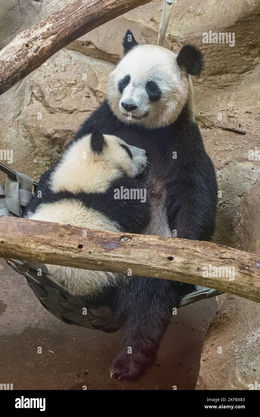 Giant pandas, bear pandas, baby panda and her mom hugging each other ...