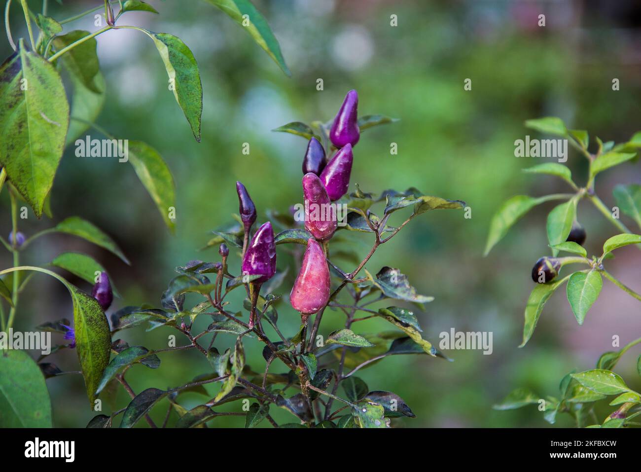 Chili trees at a vegetable plantation. Bangladesh Stock Photo - Alamy