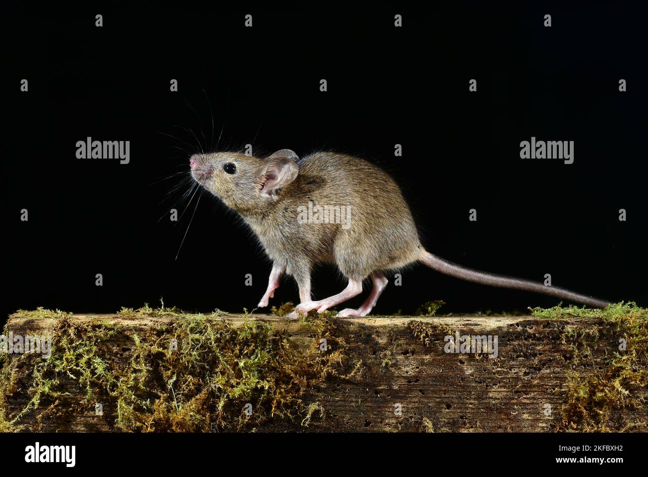 Rodent mouse hi-res stock photography and images - Alamy