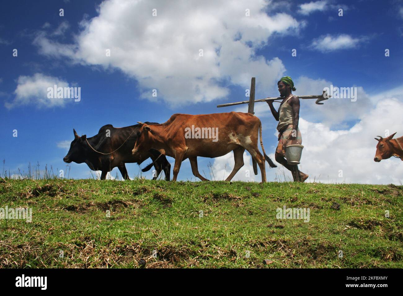 Silhouette of farmers going to the field to plough lands in a village ...
