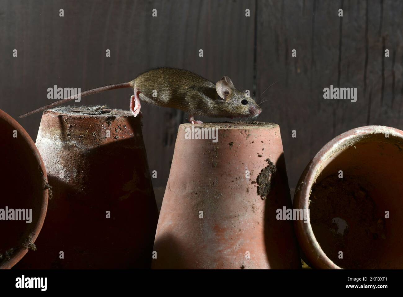 Rodent mouse hi-res stock photography and images - Alamy