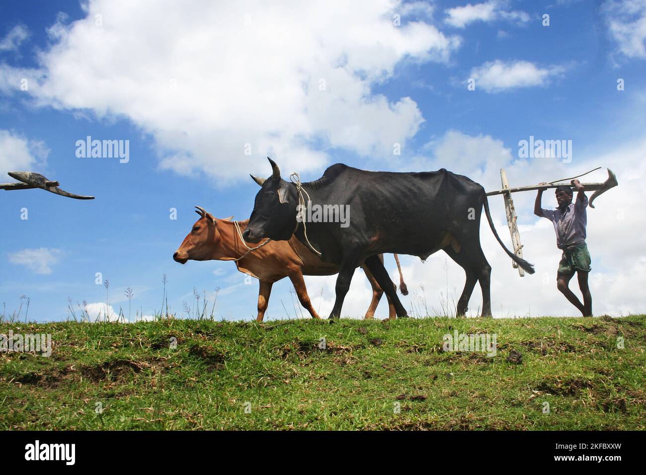 Silhouette of farmers going to the field to plough lands in a village ...
