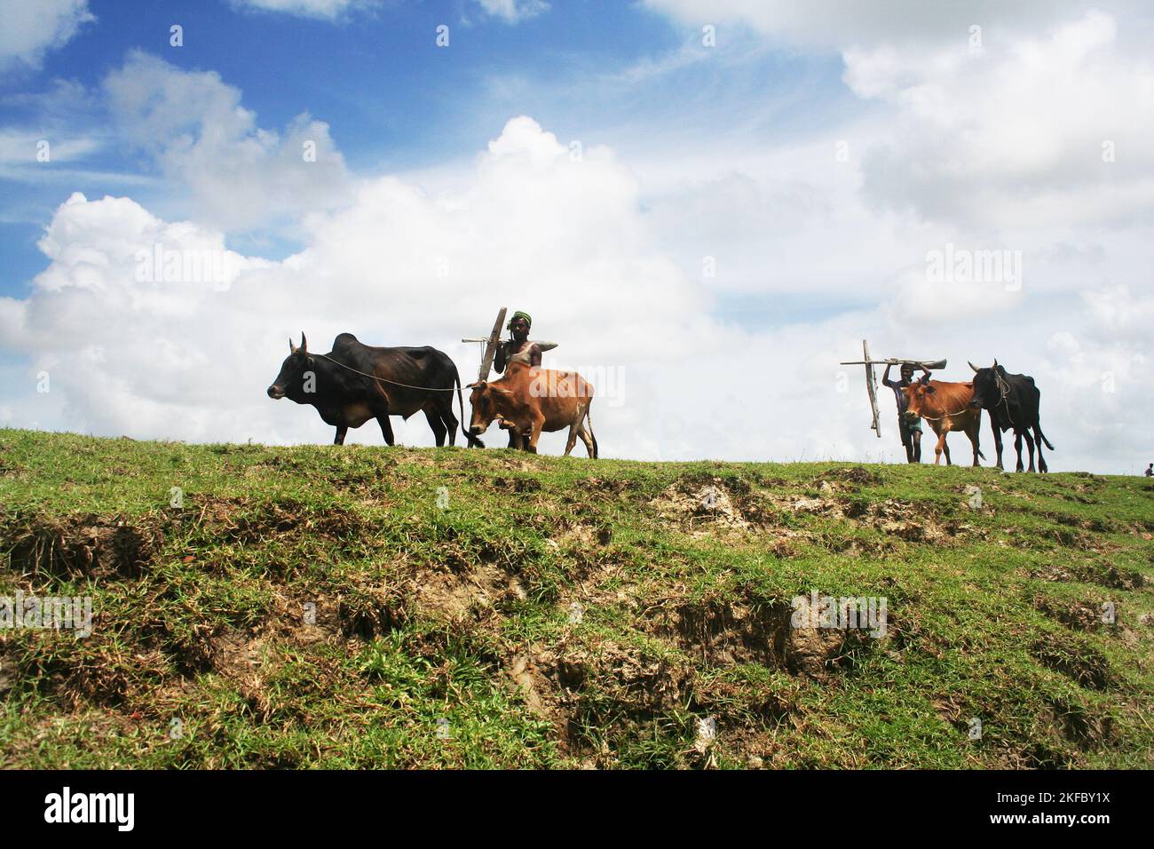 Silhouette of farmers going to the field to plough lands in a village ...