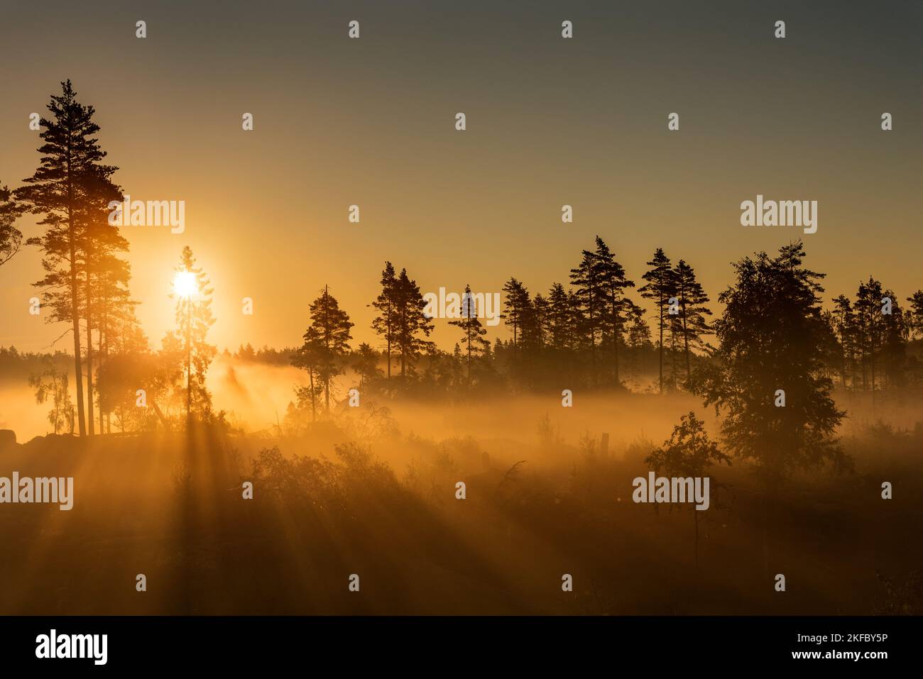 Fog in forest colored golden by the rising sun Stock Photo - Alamy