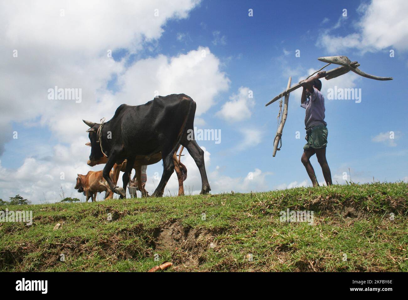 Silhouette of farmers going to the field to plough lands in a village ...