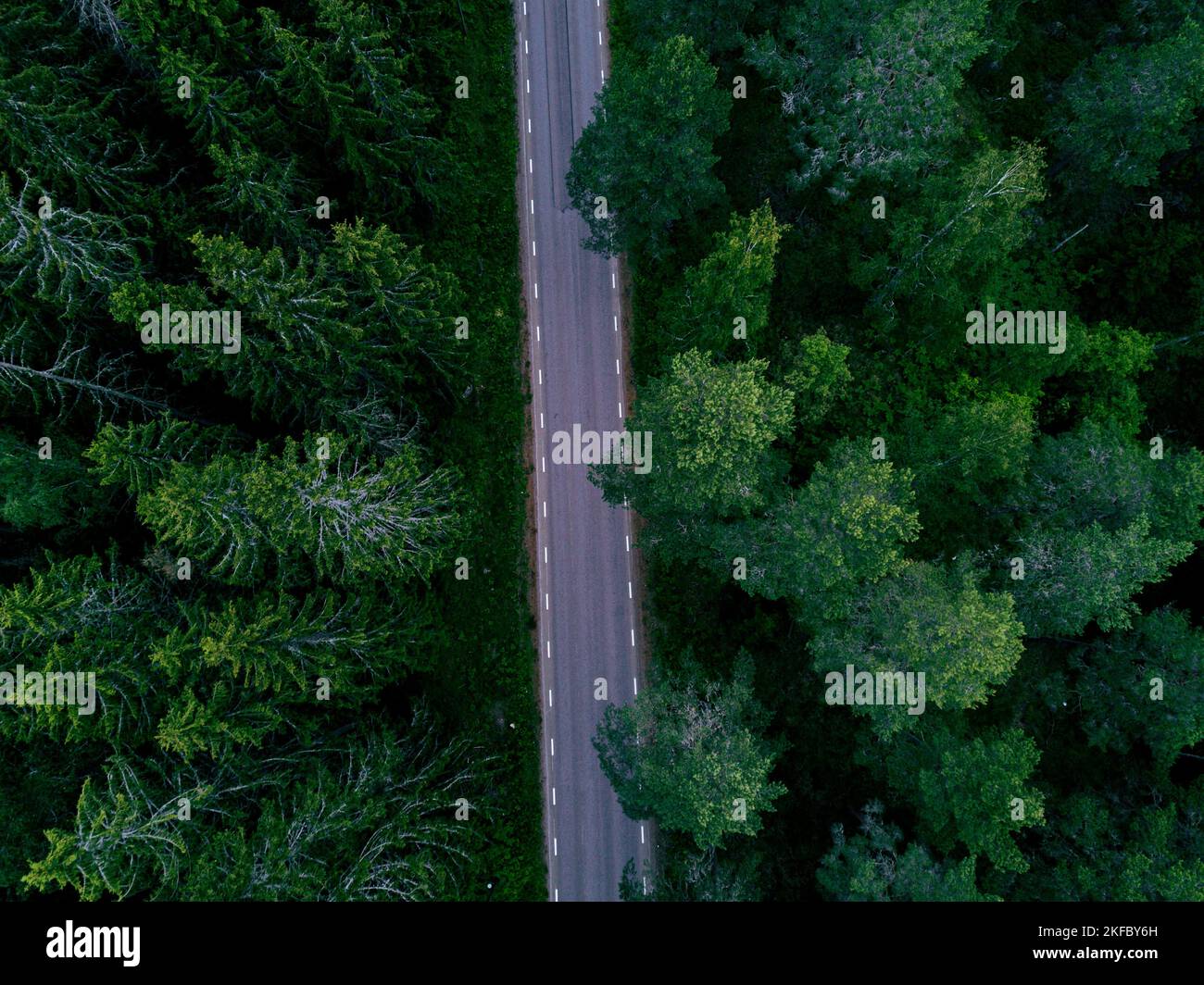 Aerial view of road running trough pine forest Stock Photo - Alamy