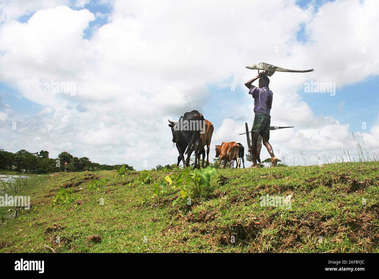 Silhouette of farmers going to the field to plough lands in a village ...