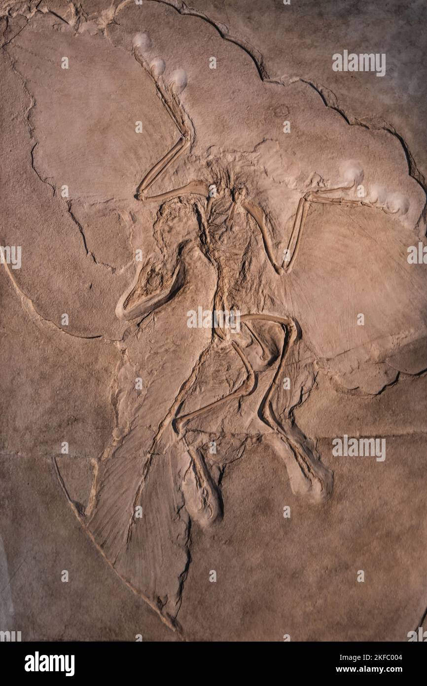 Liaoning fossil hi-res stock photography and images - Alamy
